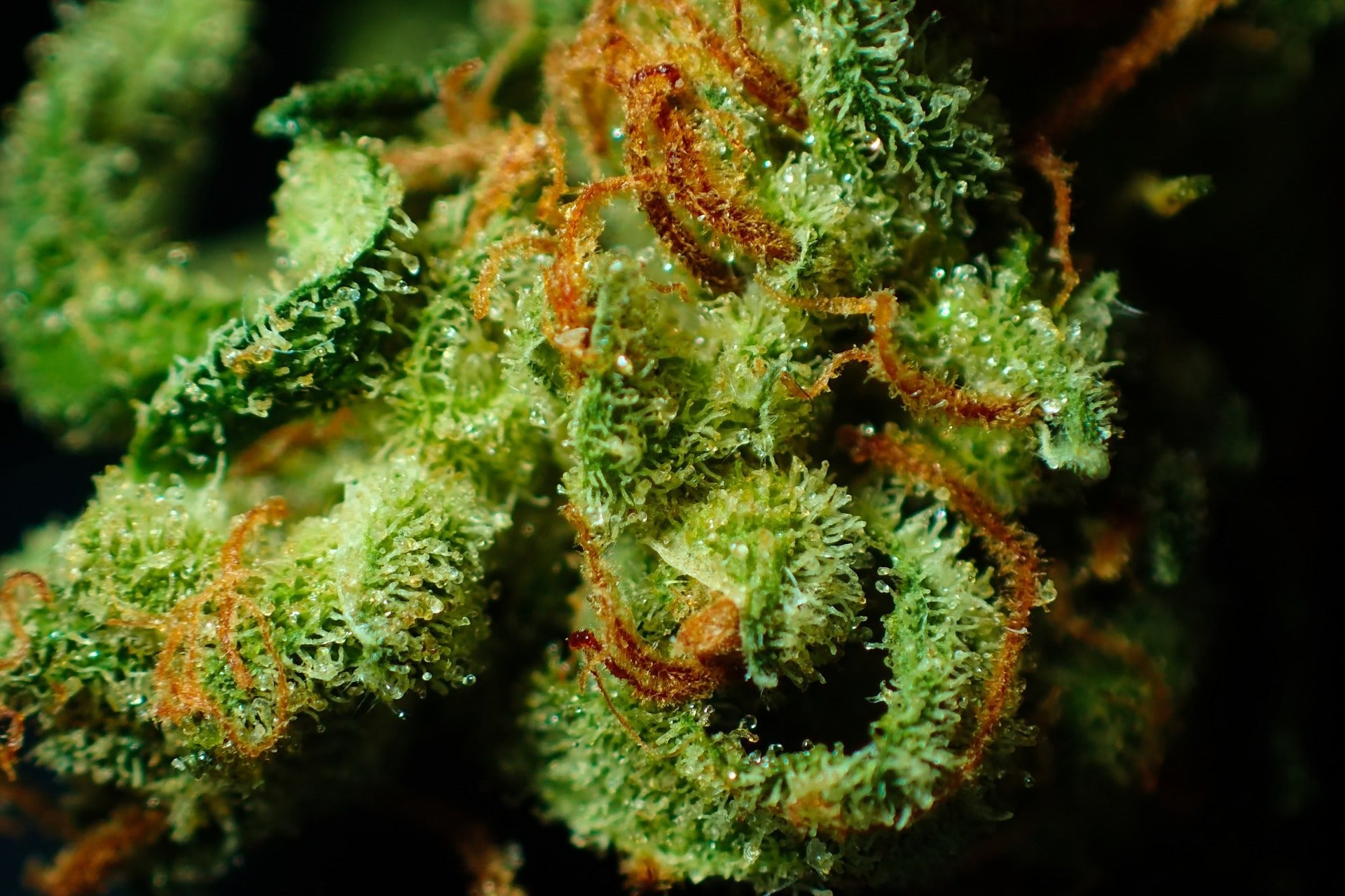 Delta-8 THC Buds are Here. And, Here is Why You Need Them! – Myster