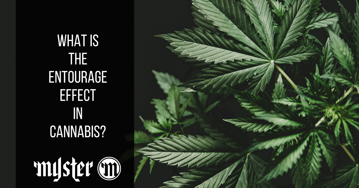 What Is The Entourage Effect In Cannabis? – Myster